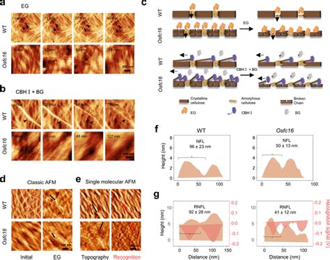 In Situ Enzymatic Hydrolyses Of CMFs Into CNFs By Real Time And