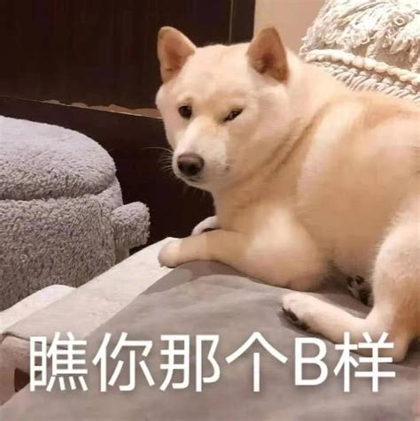 来了来了新的表情包