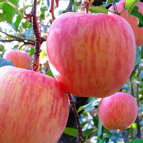 香港过关偶遇郭富城老婆方媛，状态良好，丝毫不像高龄孕妇儿子美女粉色