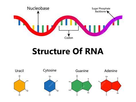 Premium Vector Rna Ribonucleic Acid The Structural Formula Of Adenine