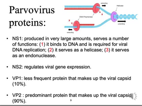 Parvovirus And Adenovirus Flashcards Quizlet