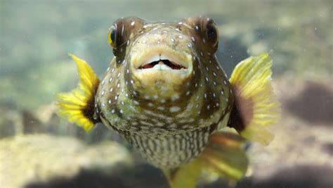 Puffer Fish Teeth