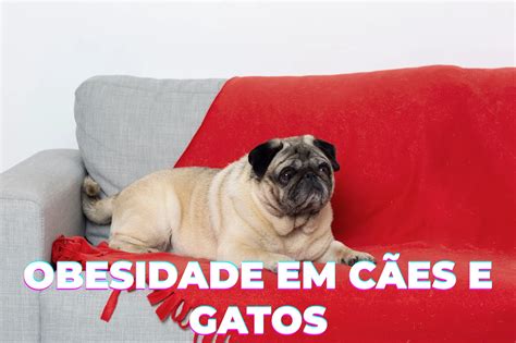 Riscos da obesidade em cães e gatos