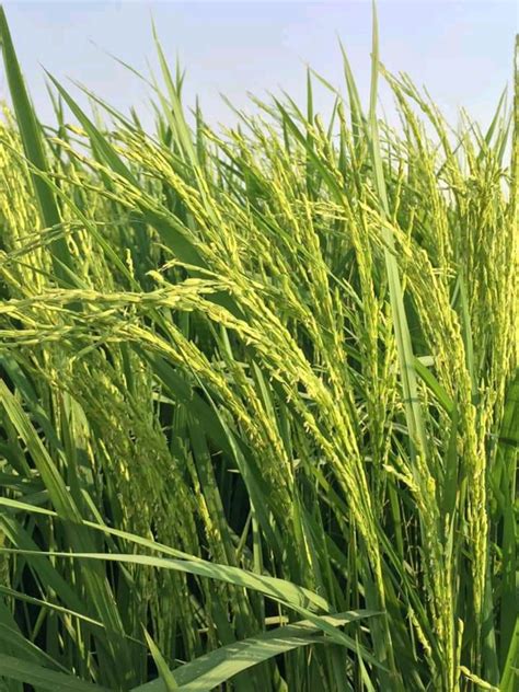 Ch Basit Mustafa On Linkedin To Plant Something Is To Believe In Tomorrow