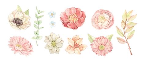벡터 수채화 그림 부드러운 꽃 잎 유칼립투스 가지 Ranunculus 백합 거베라가있는 식물 디자인 요소 결혼식 초대장 패키지