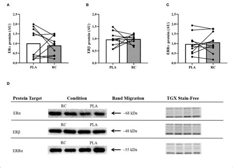 Protein Expression Of Estrogen And Estrogen Related Receptors In