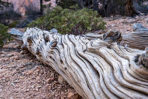 Closeup Of An Old Dead Fallen Tree On The Ground Stock Illustration