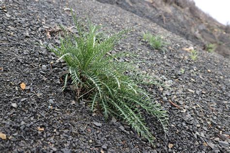 Lamyra echinocephala - Изображение особи - Плантариум