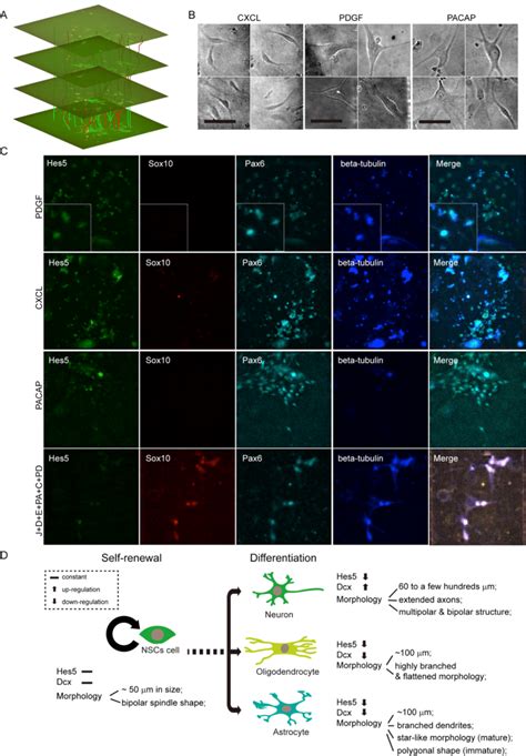 Assessment Of Neural Stem Cell Nsc State Based On Protein Expression