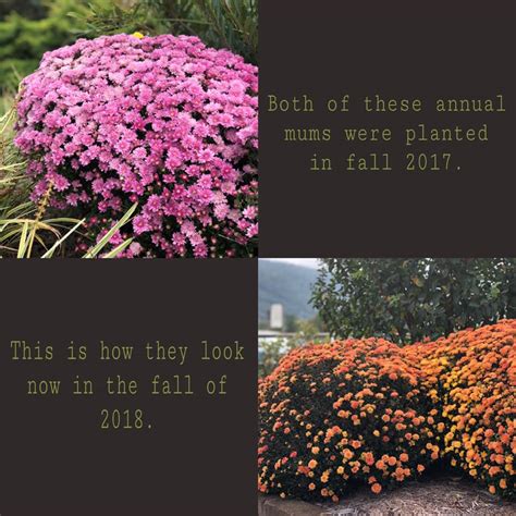 Yes Your Annual Mums Can Come Back Snows Garden Center