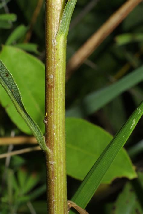 Solidago Gigantea Asteraceae Stem Showing Leaf Bases