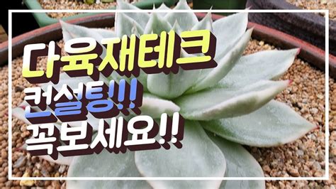 다육재테크종자선택농사짓는법번식하기보스다육에서 배워요~ Youtube