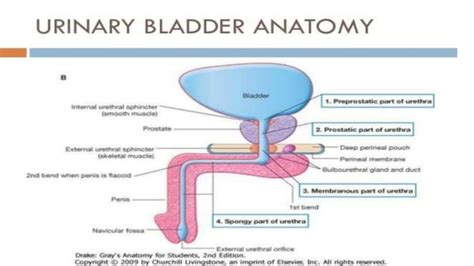 Bladder Physiology And Disorders 1pptx Physical Therapy Wellness