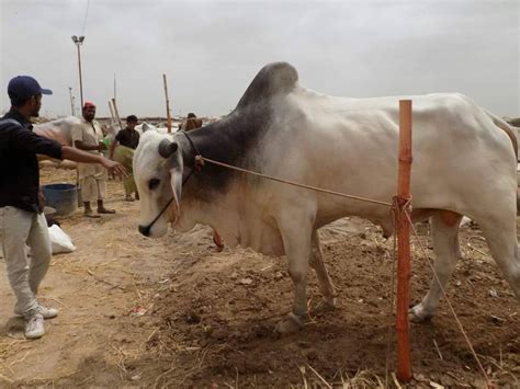 Sohrab Goth Mandi 26 Aug 2016 7 Pics