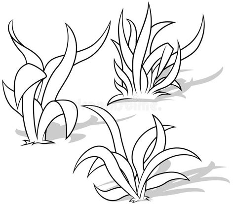 Drawing Of Three Grasses With Long And Wide Leaves Stock Vector