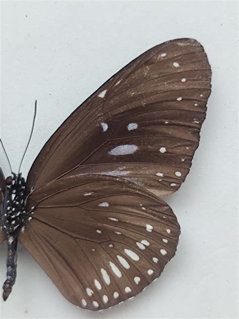 蓝点紫斑蝶 Euploea midamus 物种库 国家动物标本资源库
