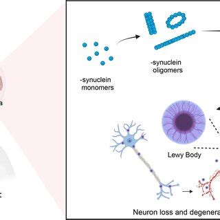 α Syn aggregates into two forms of oligomers or fibrils in the brain of Download Scientific