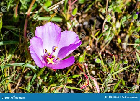 Clarkia Rubicunda Farewell To Spring Reddened Clarkia Ruby Chalice