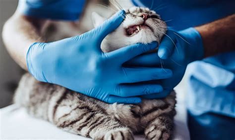 Cat With Black Spots On Gums