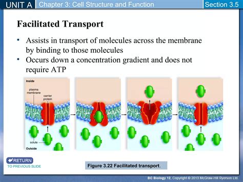 Biology 12 Plasma Membrane Permeability Section 3 5 Ppt