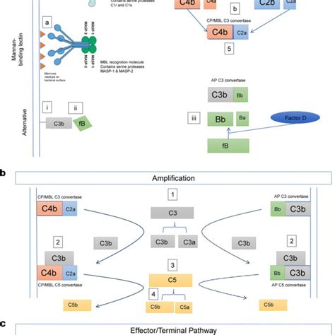 Overview Of The Complement System A Activation Classical Pathway