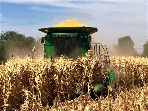 Arrancó La Cosecha De Maíz 2020 2021 En El Valle De Mexicali