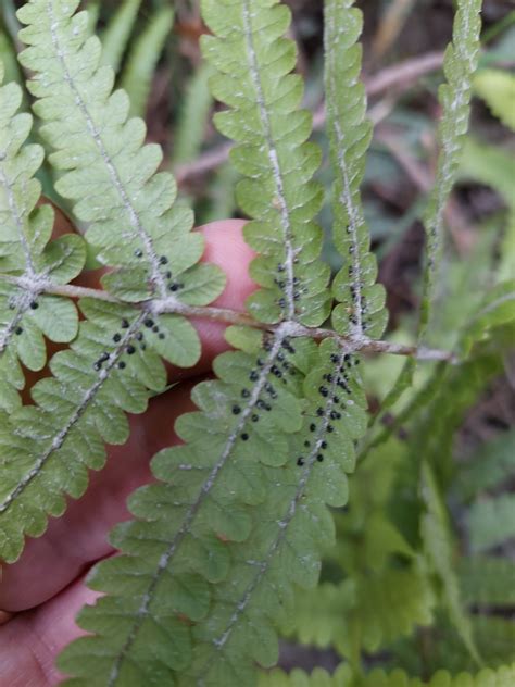 Polypodiopsida