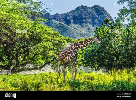 Colorful Brown White Reticulated Giraffe Giraffa Reticulata Diamond