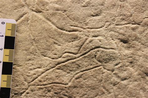 What Is A Trace Fossil Shop