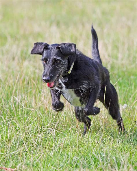 All You Ever Wanted To Know About Prey Drive In Dogs Acme Canine