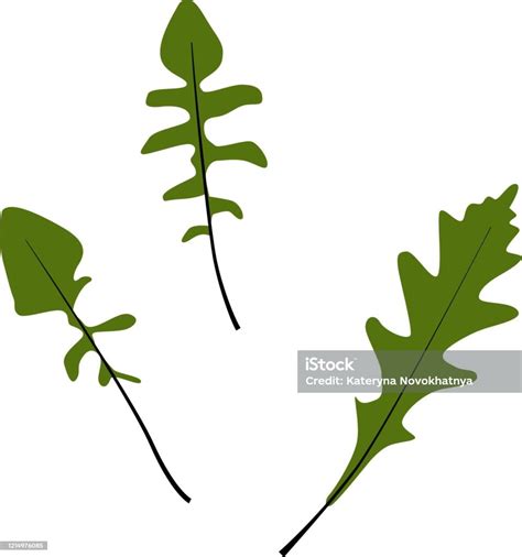 흰색 배경에 고립 된 만화 간단한 평면 스타일의 아루굴라 잎의 벡터 그림 개념에 대한 스톡 벡터 아트 및 기타 이미지 개념 개념과 주제 건강한 생활방식 Istock