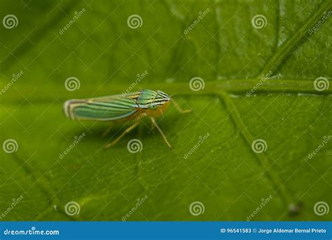 A Spotted Leafhopper Stock Image 10719391