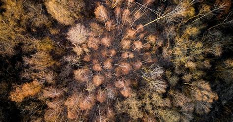 Combatting Deforestation With Tree Planting Drones