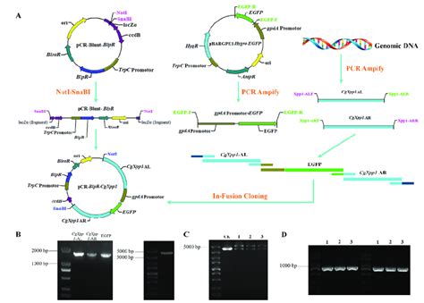 Construction Schematic Of The Cgxpp1 Gene Homologous Recombination