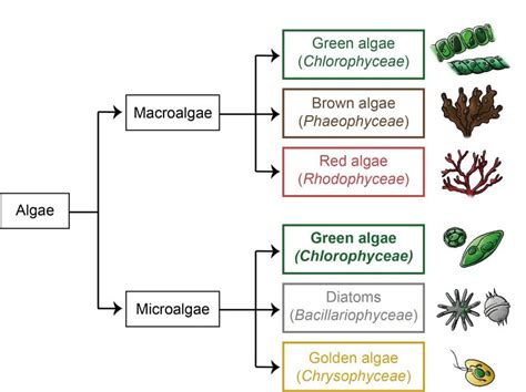 Dc Sciart On Linkedin Scientificillustration Dcsciart Microalgae