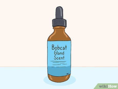 How To Safely Catch A Bobcat WikiHow