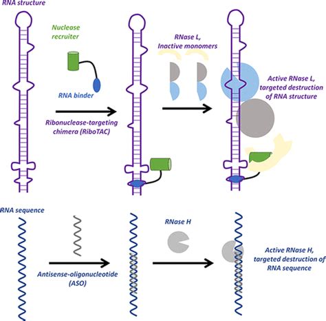 Jacs：dna编码文库筛选，为靶向嵌合体（ribotac）的核糖核酸酶设计提供信息 哔哩哔哩