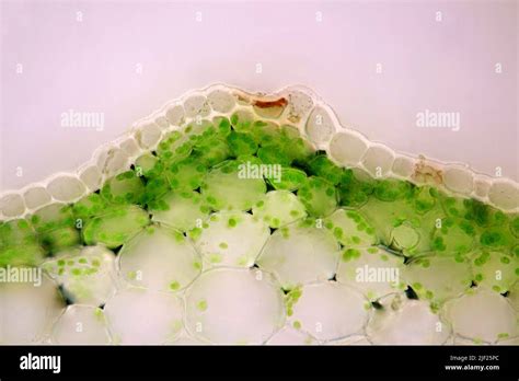 Bright Field Light Micrograph Of A Transverse Cross Section Through The