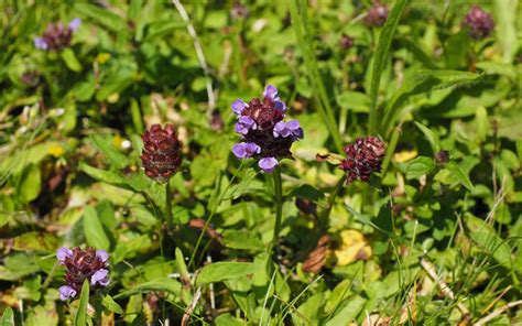 Apccs Native Plant Sale Association To Preserve Cape Cod