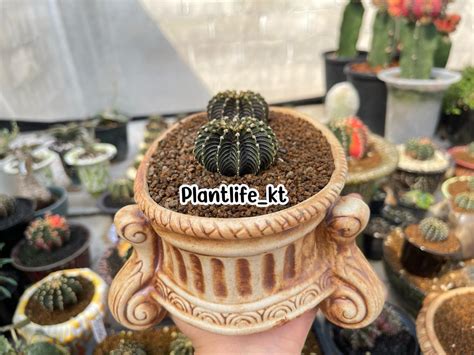 Plantlife Kt กระถางปากแตรทรงเตี้ยทูโทน สีส้มเหลือง ขนาด ปากกว้าง 4 นิ้ว สูง 3 นิ้ว ราคา