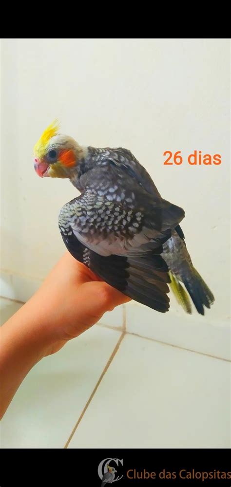 Qual o sexo da minha calopsita Genética Cruzamentos Mutações