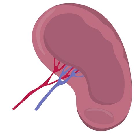 Anatomie De La Médecine De La Rate Saine Des Organes Internes Du Corps