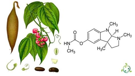 Physostigmine Formula Occurrence In Nature Properties Uses