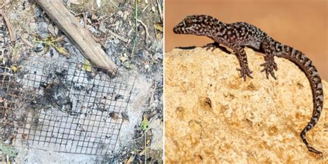 Man In Cambodia Dies From Poisoning After Eating Lizard Eggs