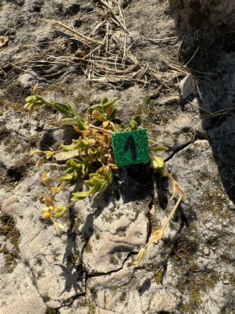 Stecci Stecci Biodeteriogens Assessment Wp2 And Wp3 Unsa And Unspmf 9 August 2024 Site