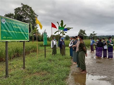 စစ်ကိုင်းတိုင်းဒေသကြီး ခန္တီးမြို့နယ်တွင် ကိုဗစ် ၁၉ စီးပွားရေးကုစားမှု Cerp အစီအစဉ်အရ မျိုးစေ့
