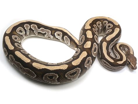 2020 Male Breedable Mojave Het Pied Het Ghost Ball Python New England