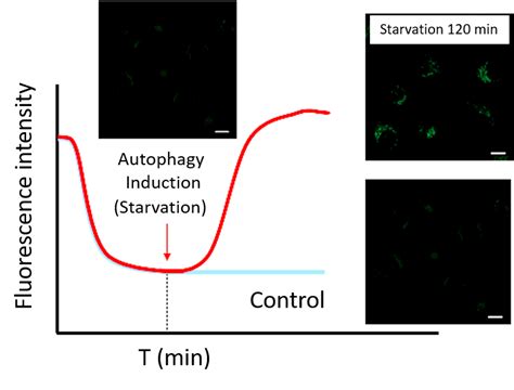 Autophagy Autolysosome Detection Dalgreen Autophagy Detection Dojindo