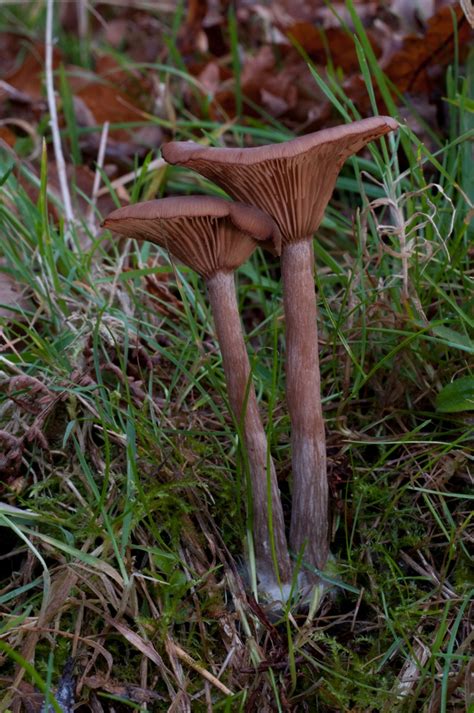 Fungi Pseudoclitocybe Doncaster Naturalists Society