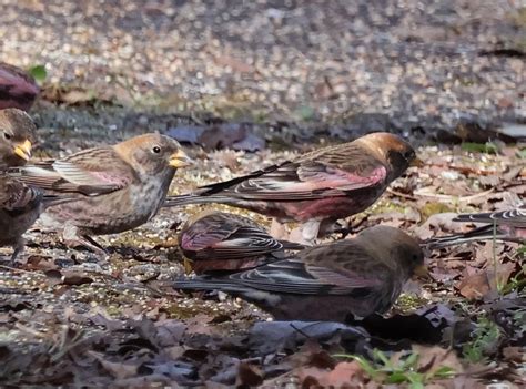 六甲山ハギマシコカヤクグリクロジミヤマホオジロホオジロ 晴歩雨描